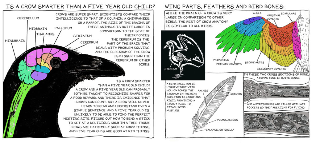 Ms. Seitner’s 2nd Graders and Crows! | MARGARET PEOT